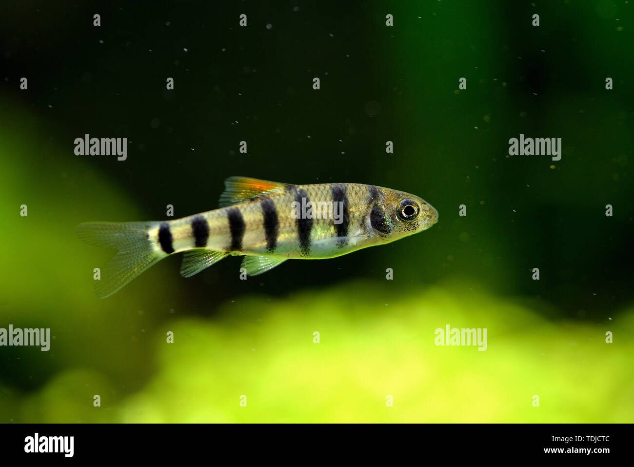 Lipped fish hi-res stock photography and images - Alamy