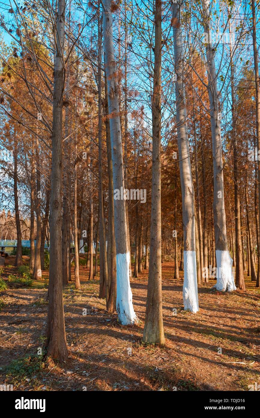 Autumn yellow deciduous forest HD material Stock Photo - Alamy