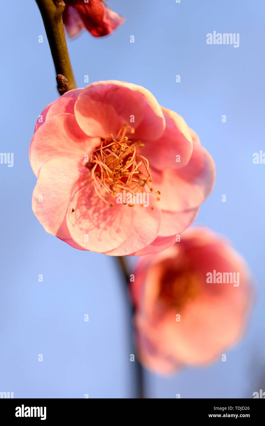 Pink spring plum blossom Stock Photo - Alamy