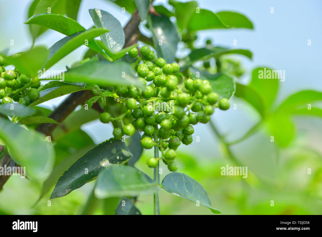 Pepper rattan pepper branch close-up HD large picture Stock Photo - Alamy