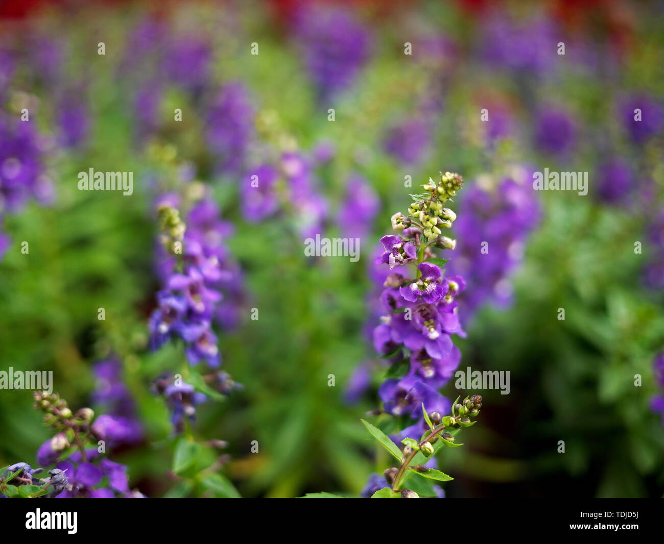 Purple angel flower Stock Photo - Alamy