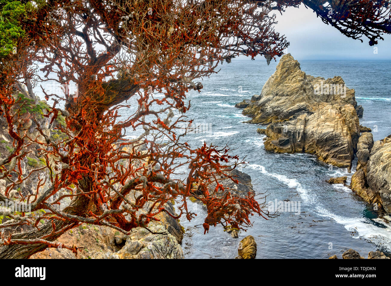 Trentepholia covers branches of tree in Point Lobos with the Pacific ...