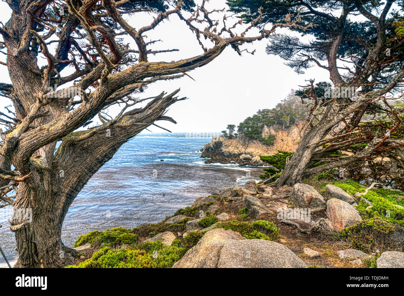 Windswept Cypress and native vegetation cover hills falling into the ...