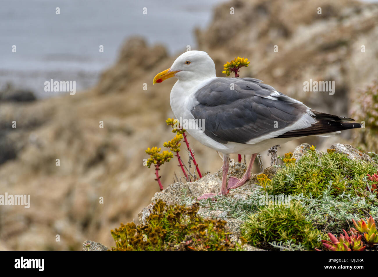 Modeling for the passerby, the California Seagull sits on cliff covered ...