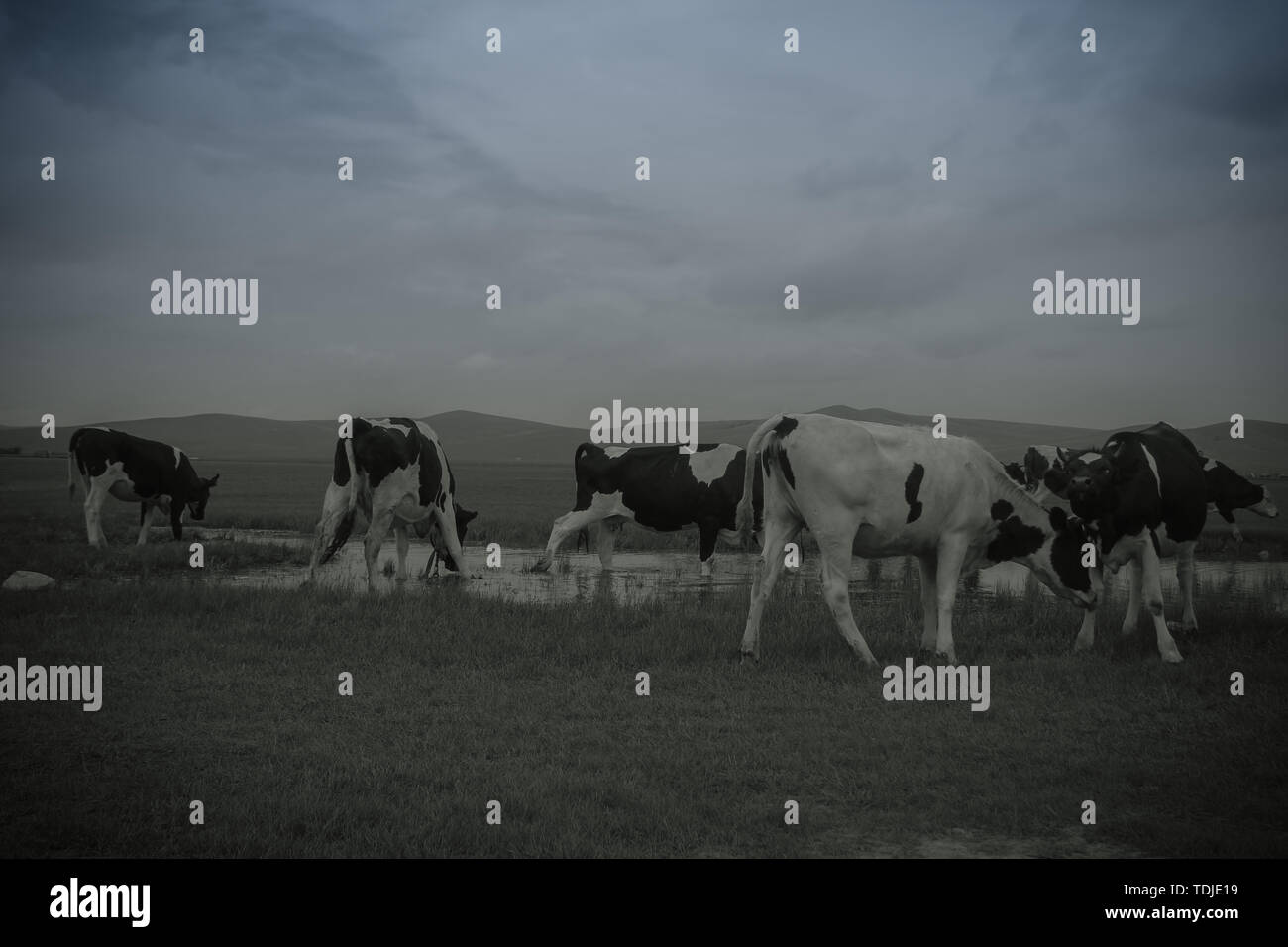 Pastoral herds hi-res stock photography and images - Alamy