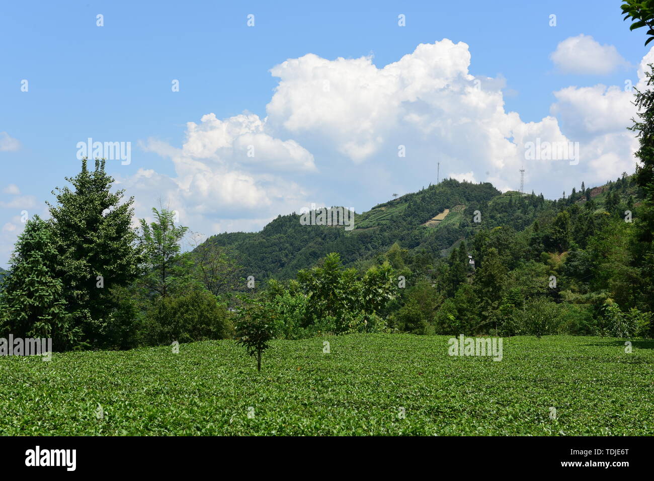 Tea garden scenery Stock Photo - Alamy