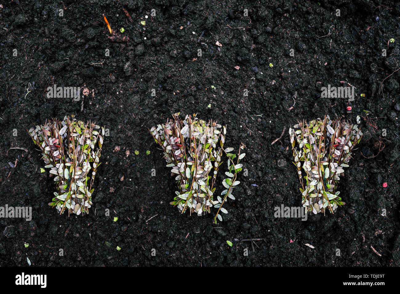 Three bouquets of small green branches lie on the ground. Thin plant ...
