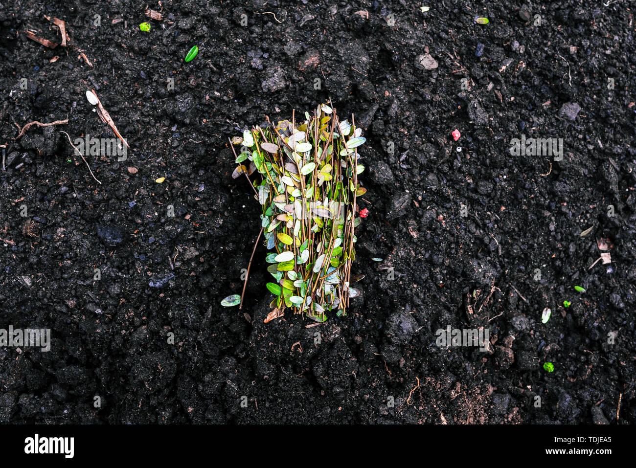 Thin green stems with small leaves lie on the ground. A bouquet of ...