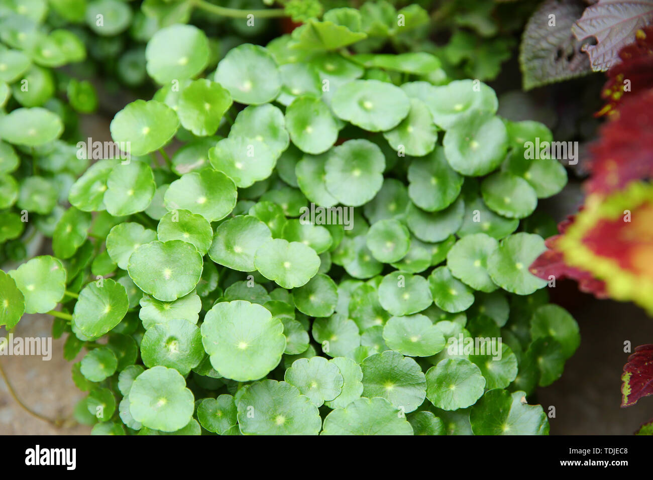 Gold, grass, coins, grass, mirror grass, copper money grass Stock Photo ...