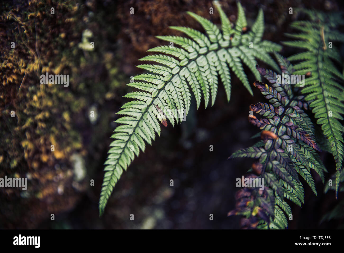 Man Ferns High Resolution Stock Photography and Images - Alamy