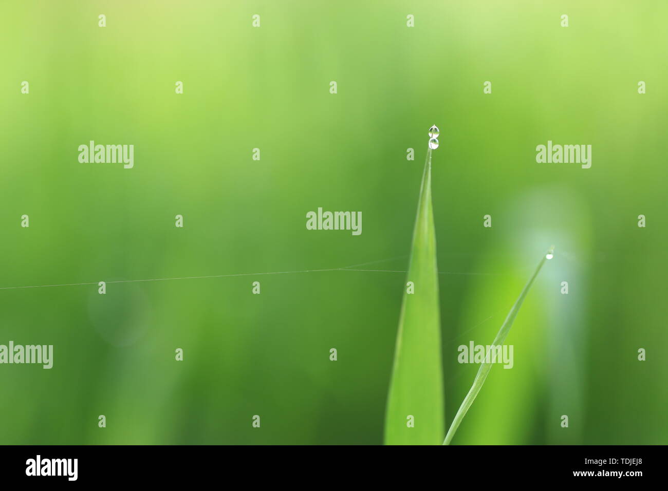 Dewy lawns High Resolution Stock Photography and Images - Alamy