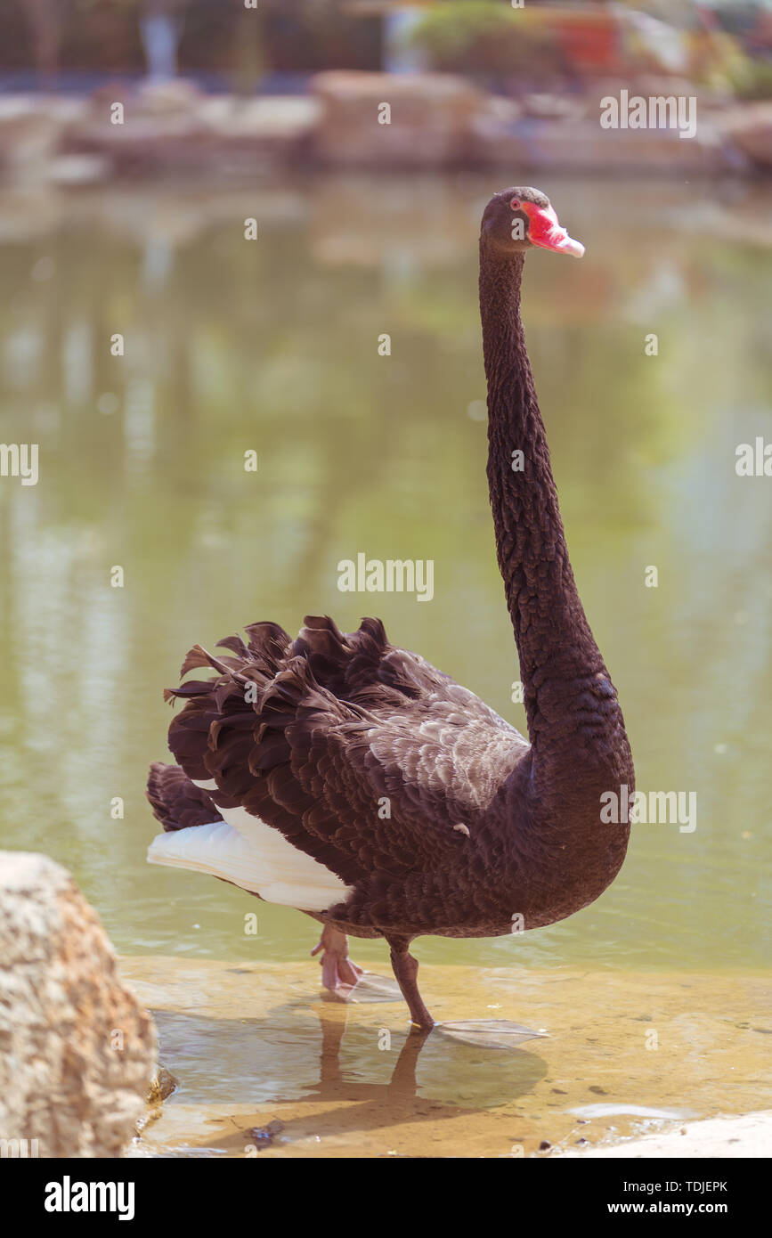 A black magpie geese on the sidelines Stock Photo - Alamy