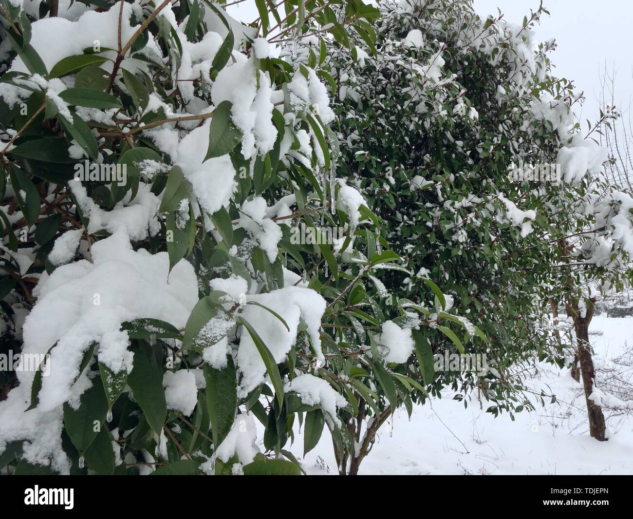 The osmanthus tree in the snow Stock Photo - Alamy