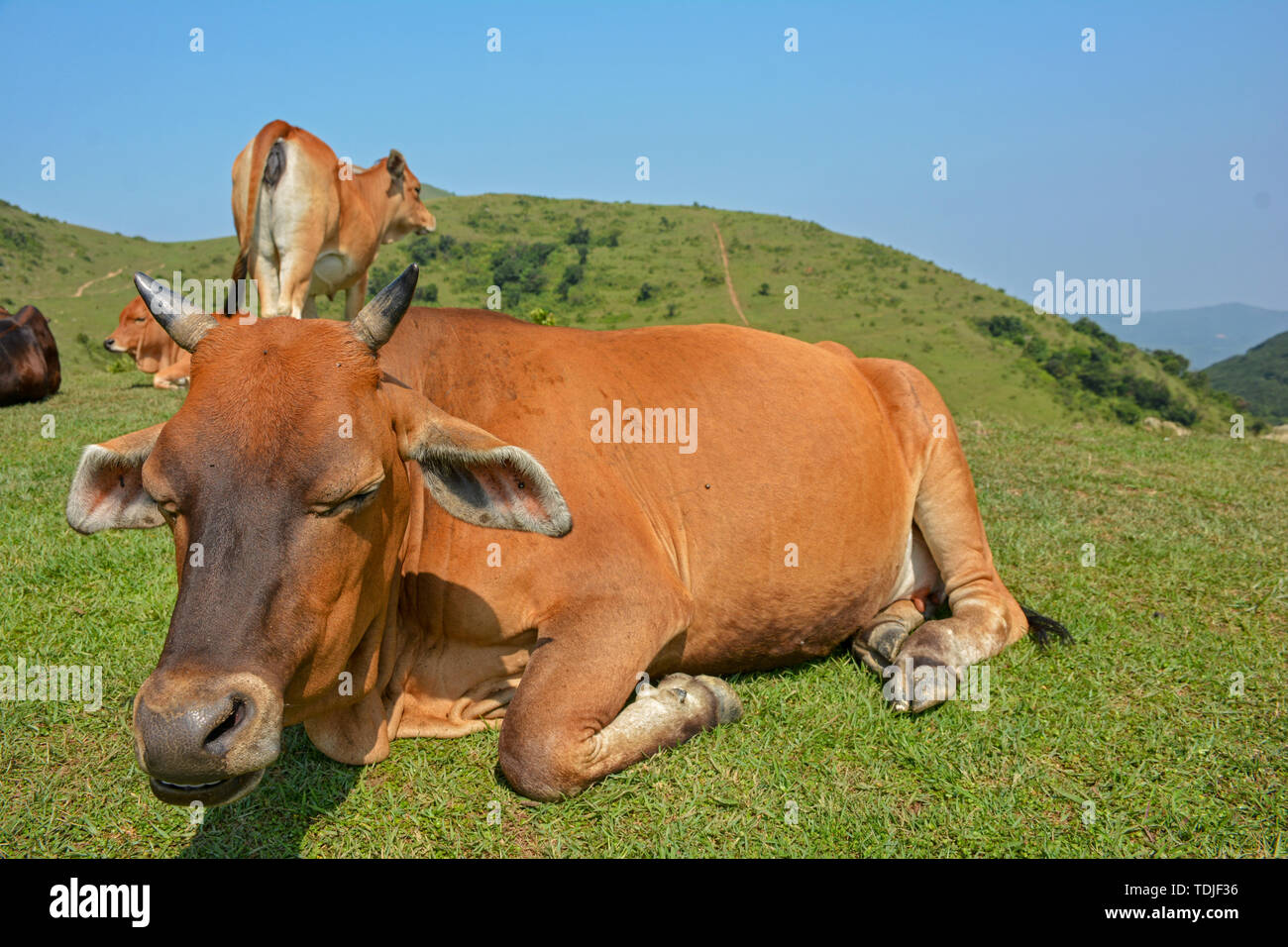 Farm dam dry hi-res stock photography and images - Alamy
