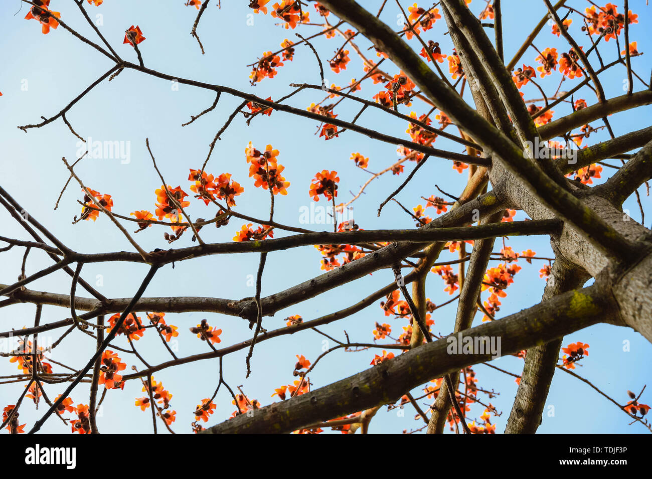 Spring Guangdong kapok open Stock Photo - Alamy
