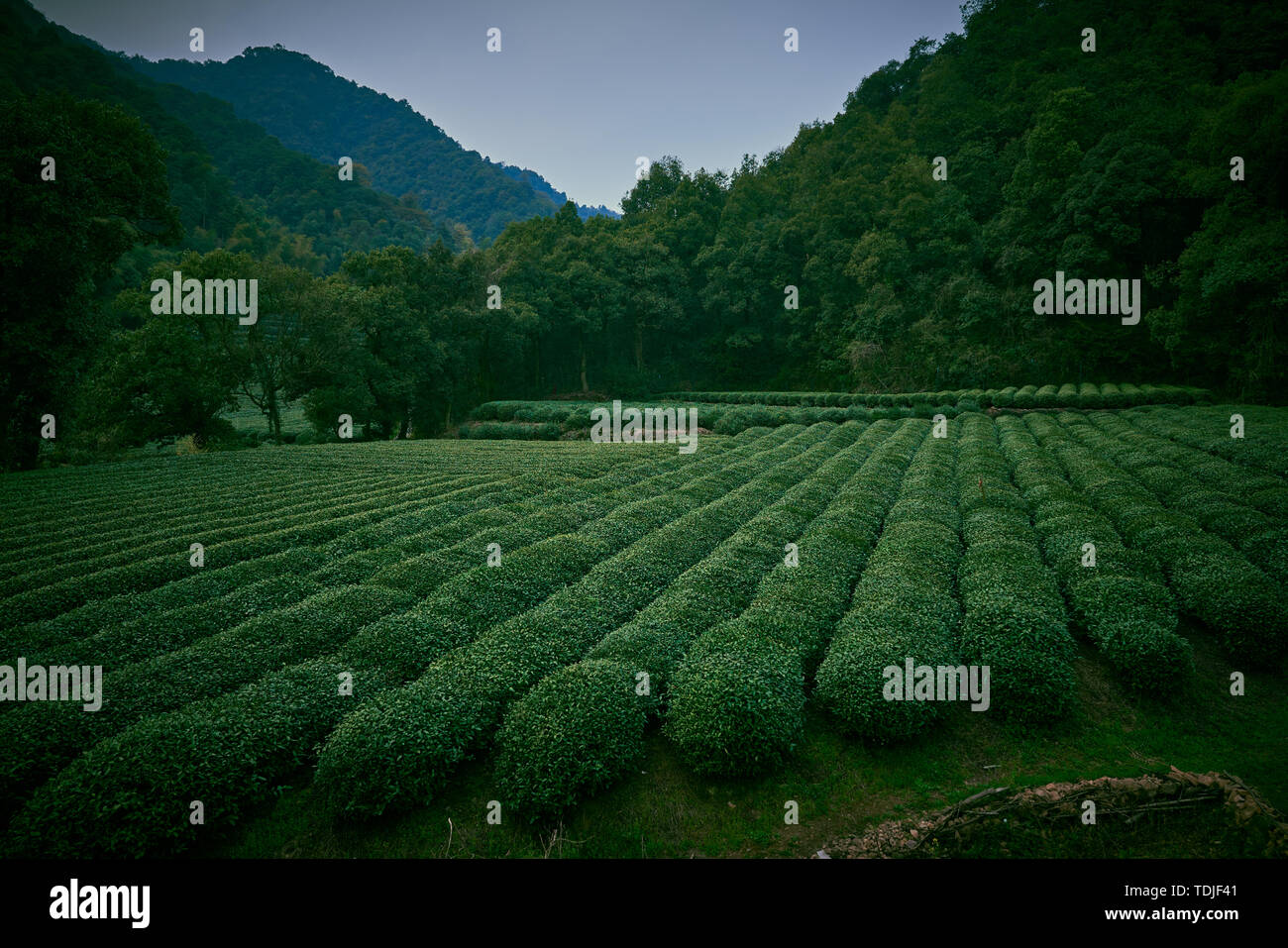 Meijiawu Longjing tea Stock Photo - Alamy