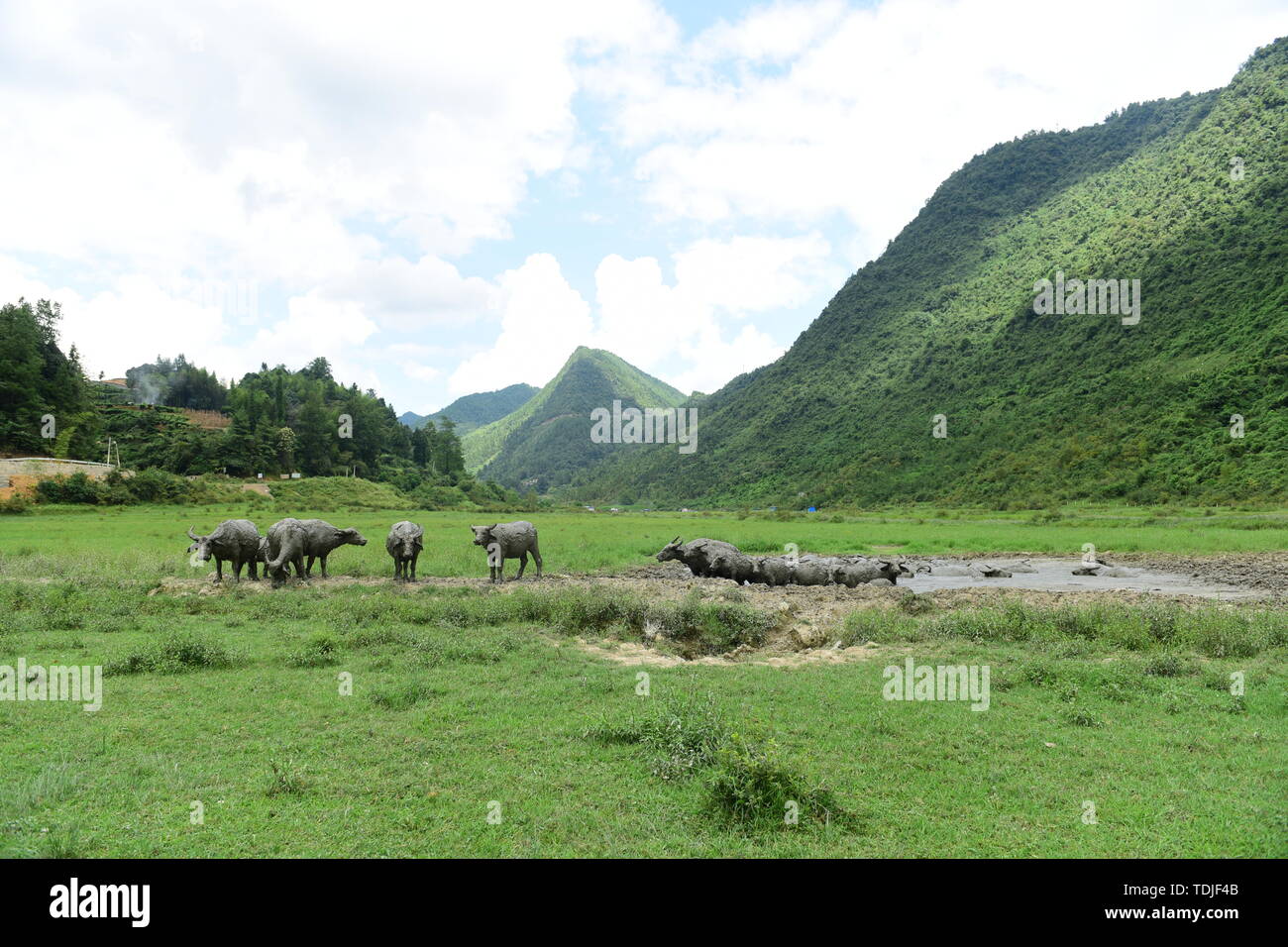 Buffalo HD photo Stock Photo - Alamy