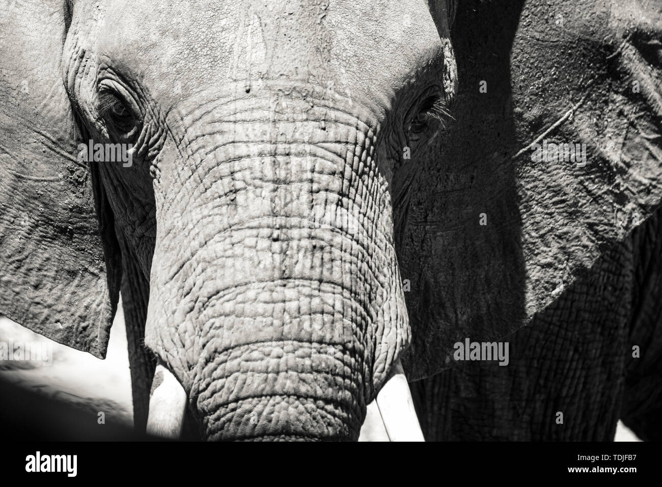 Africa, Zimbabwe, manaturals, national parks, animals, elephants, baby ...