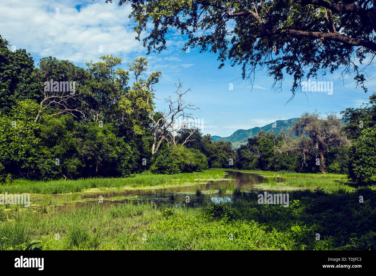 Africa, Zimbabwe, animals, nature pristine, Zambezi river, panorama ...