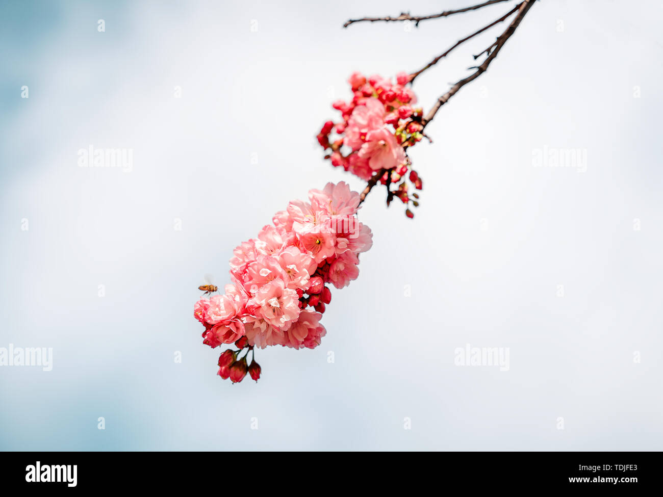 Cherry blossoms in full bloom in Kunming, Yunnan, in the spring of ...