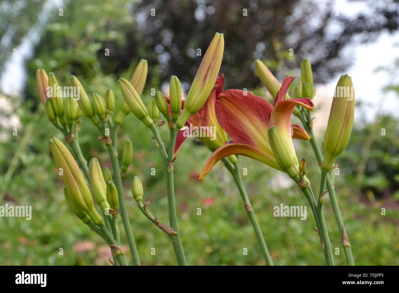 Santan flower --Background picture Stock Photo - Alamy
