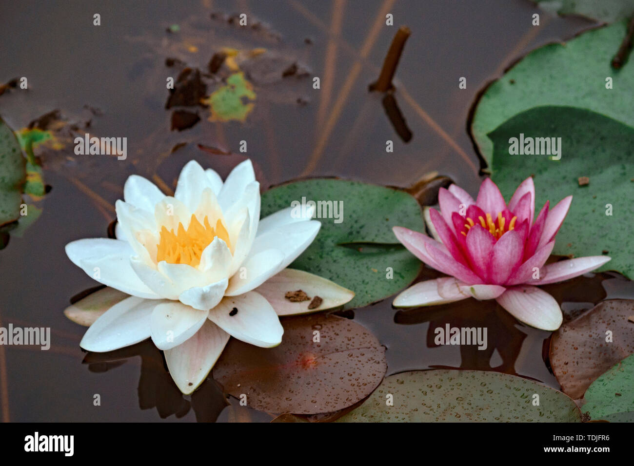 Foreign flowers and lily hi-res stock photography and images - Alamy
