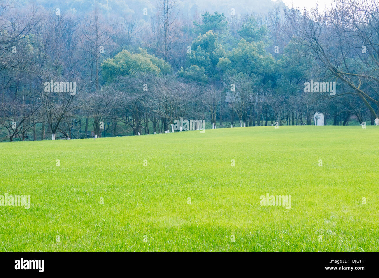 Qingqing hi-res stock photography and images - Alamy