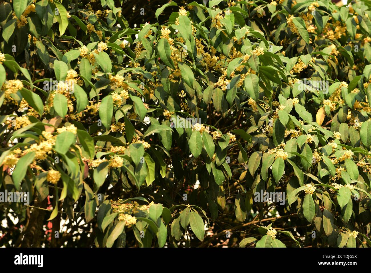 Silver osmanthus hi-res stock photography and images - Alamy