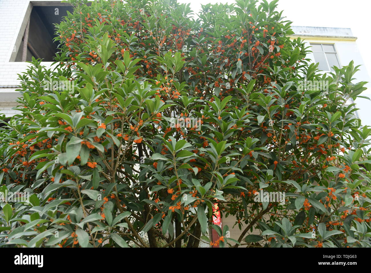 Dangui hi-res stock photography and images - Alamy