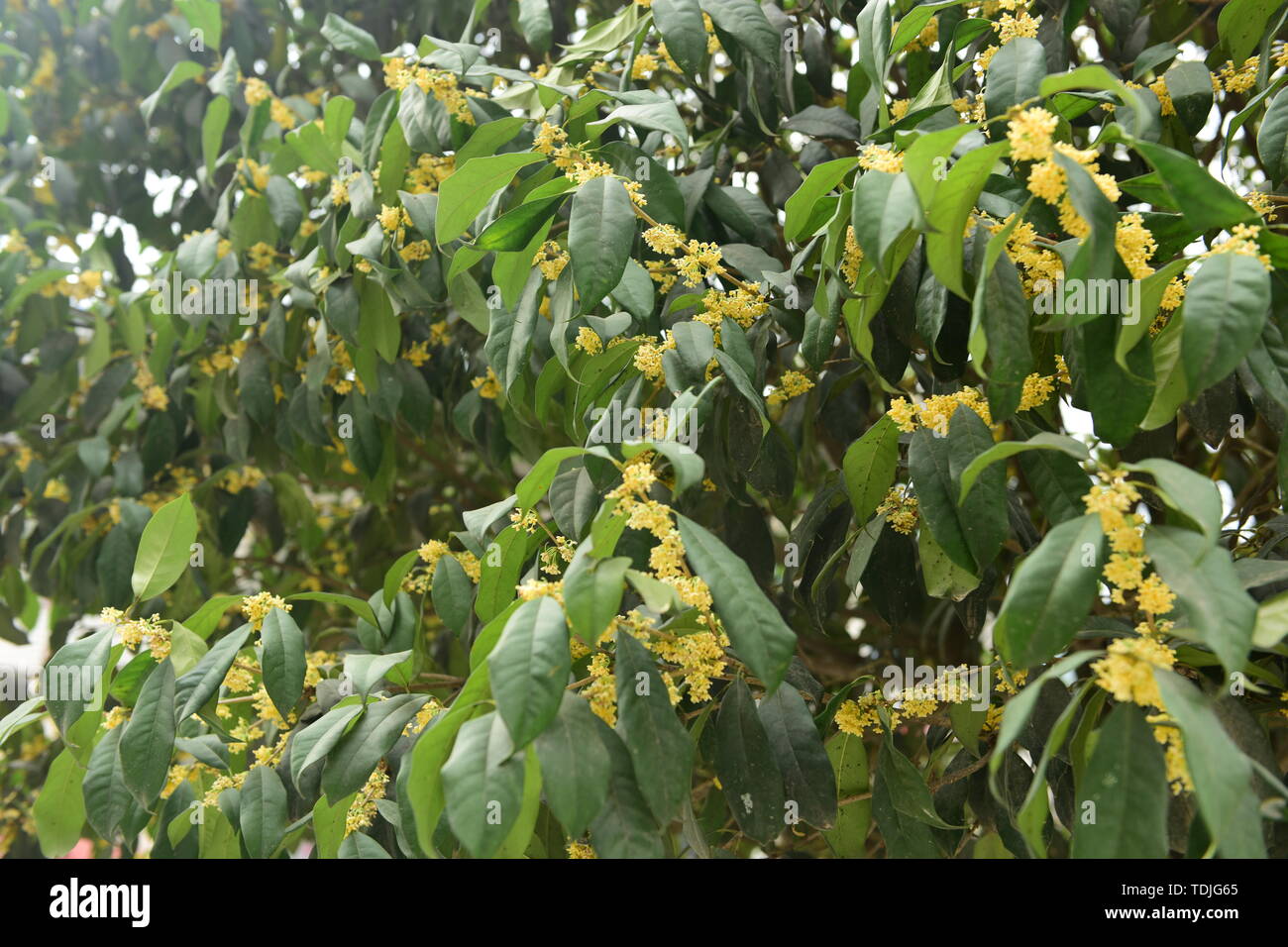 Golden osmanthus hi-res stock photography and images - Alamy