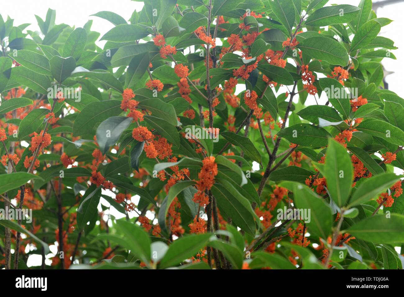 Dangui hi-res stock photography and images - Alamy