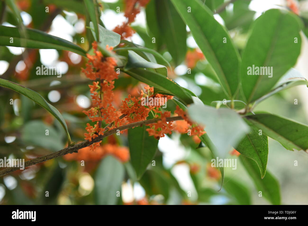 Dangui hi-res stock photography and images - Alamy