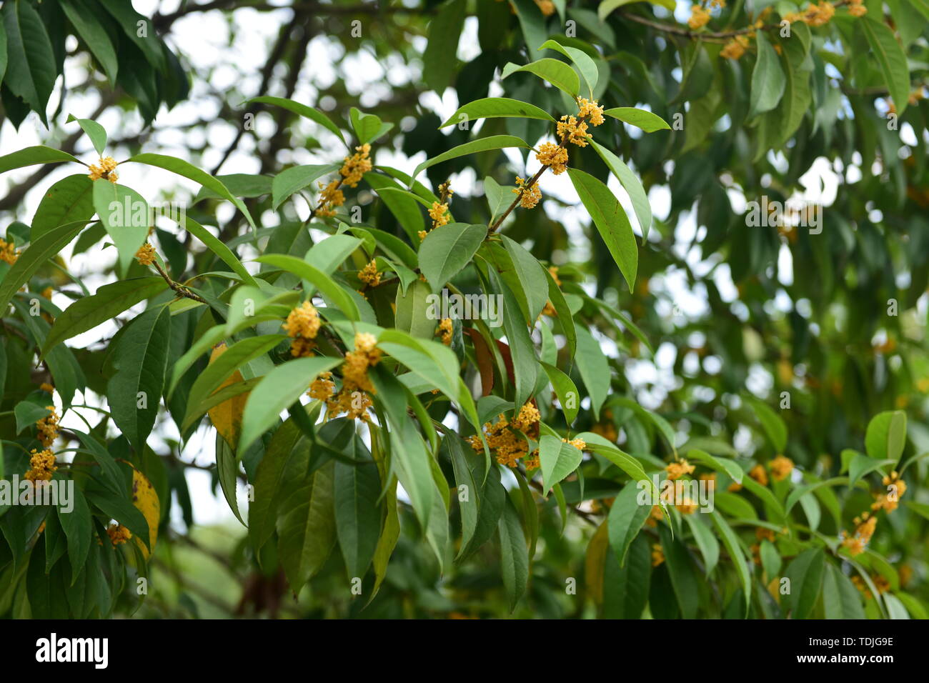 Silver osmanthus hi-res stock photography and images - Alamy