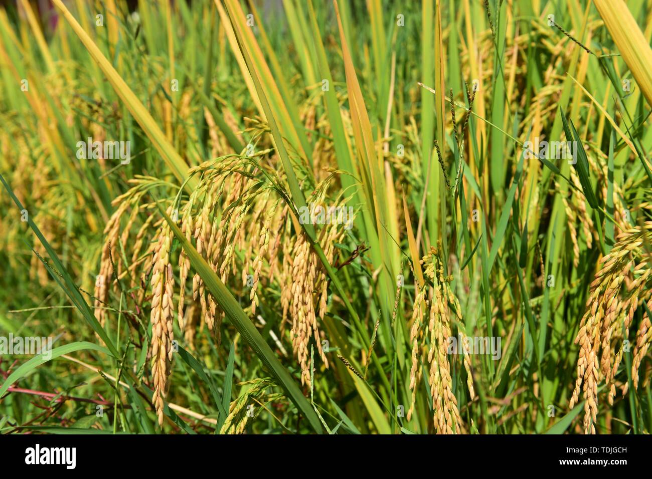Spike of rice Stock Photo - Alamy