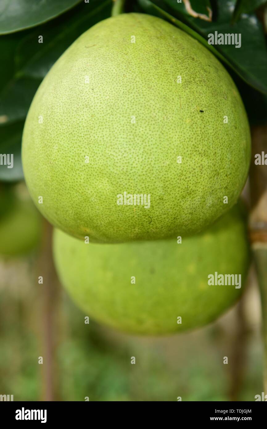 Pomelo planting hi-res stock photography and images - Alamy