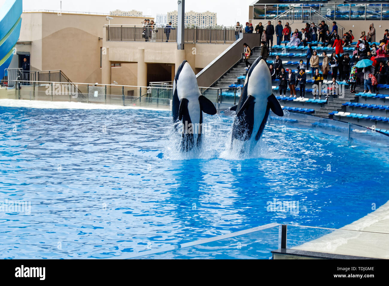 killer whale show Stock Photo - Alamy