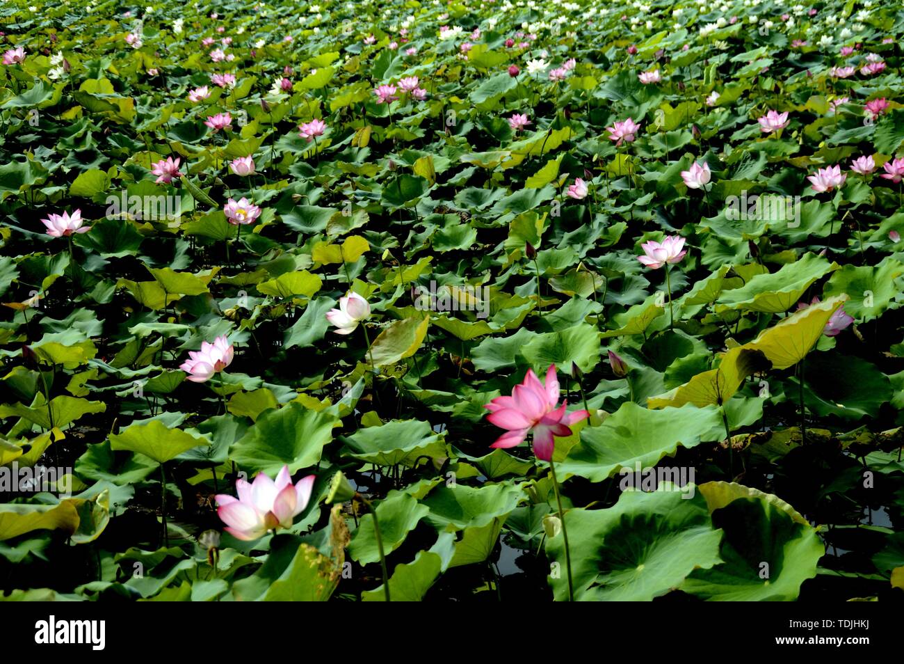Pond, lotus, flower, plant, leaf, aquatic plant, bloom, garden, nature ...