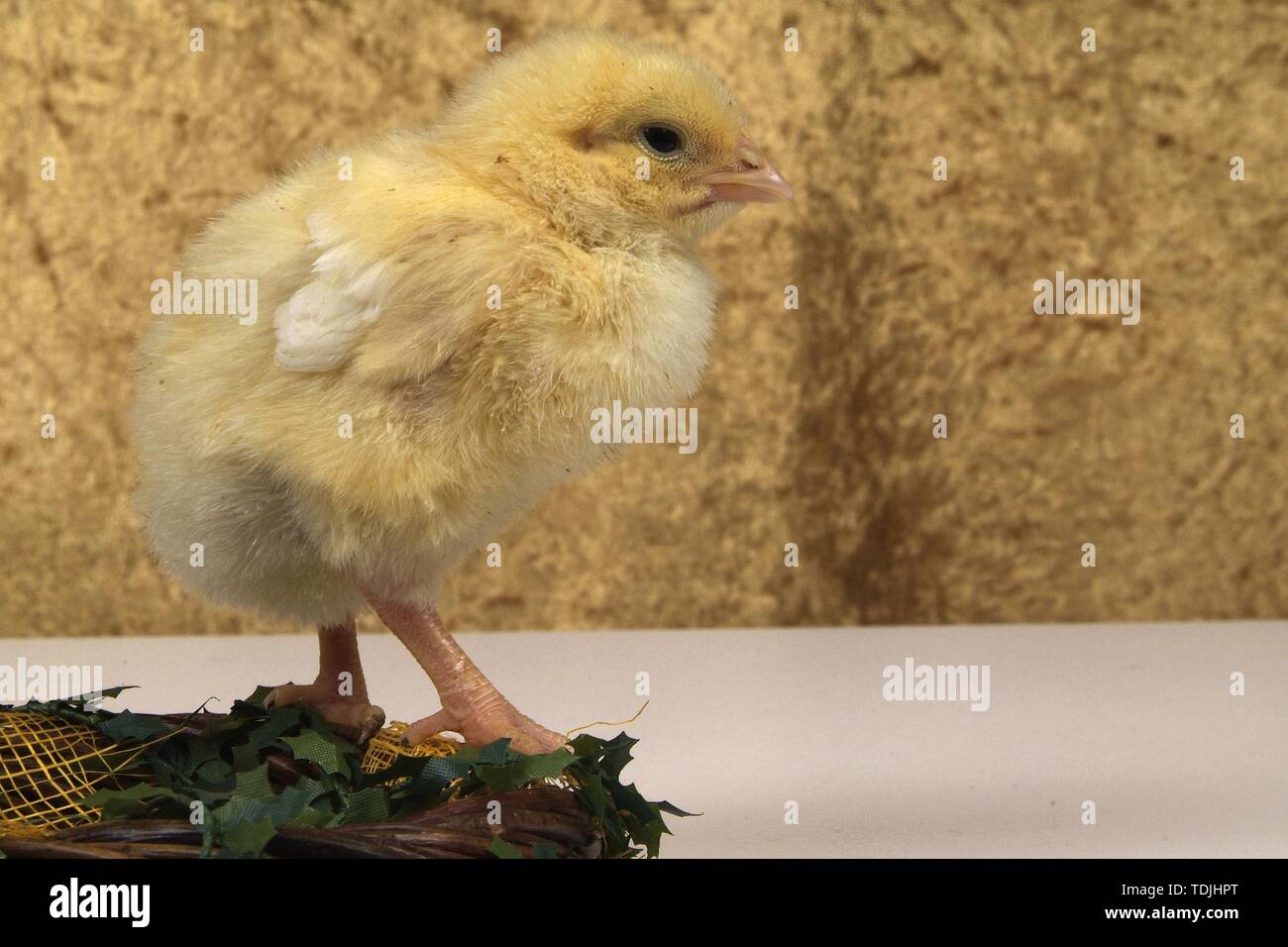 Braided branches hi-res stock photography and images - Alamy