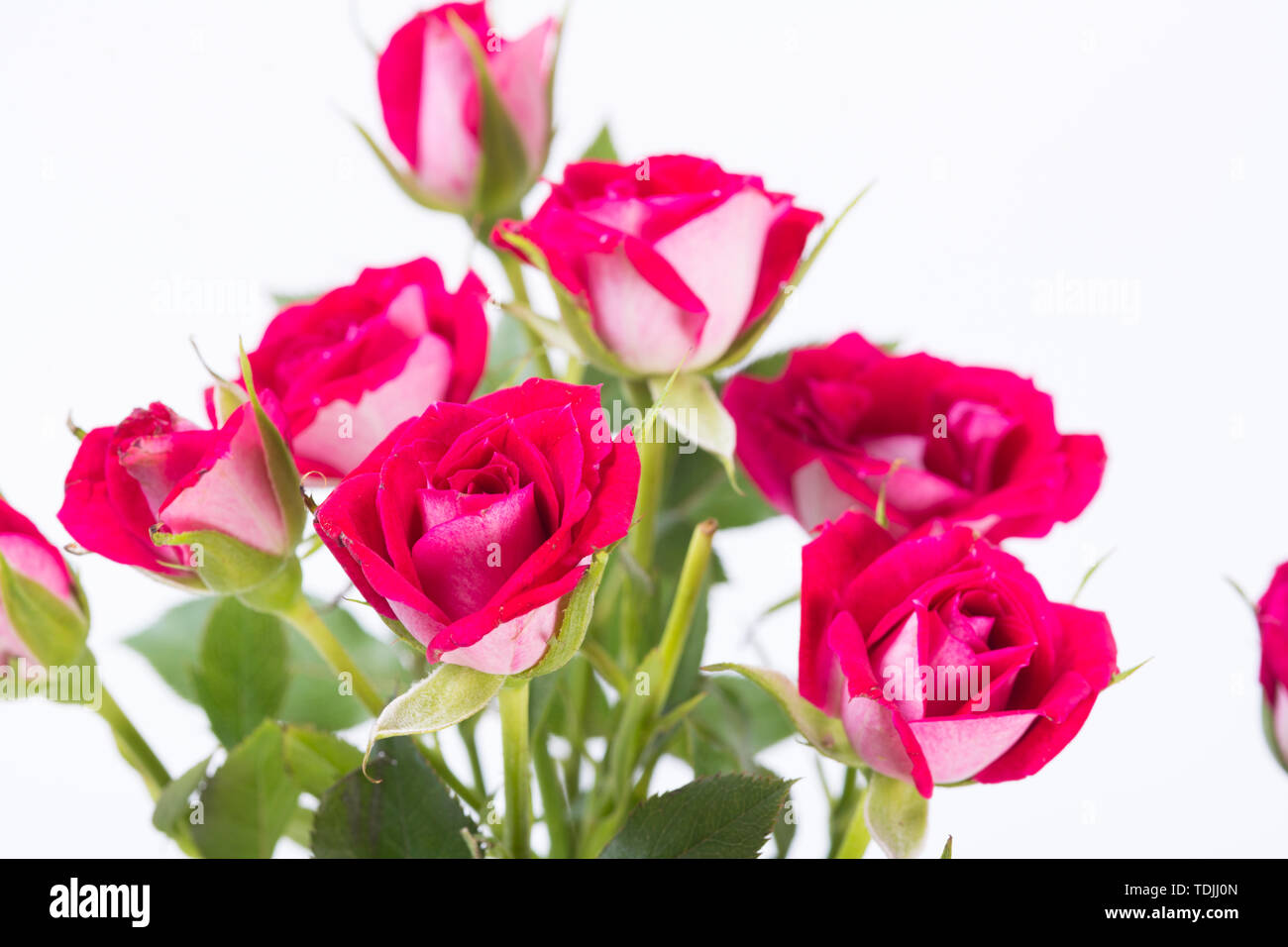 Posenina with long roses hi-res stock photography and images - Alamy