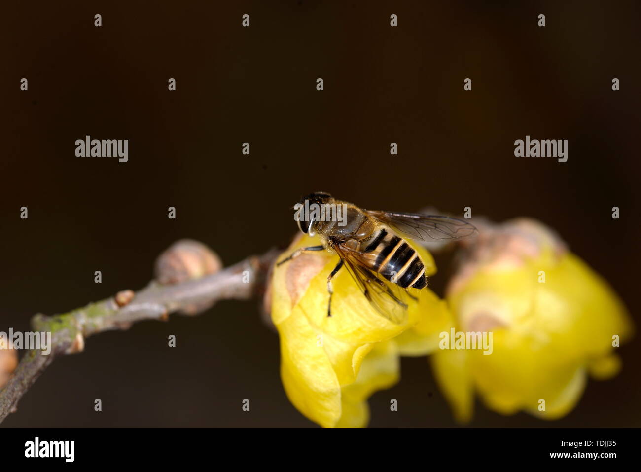 Apple aphid hi-res stock photography and images - Alamy