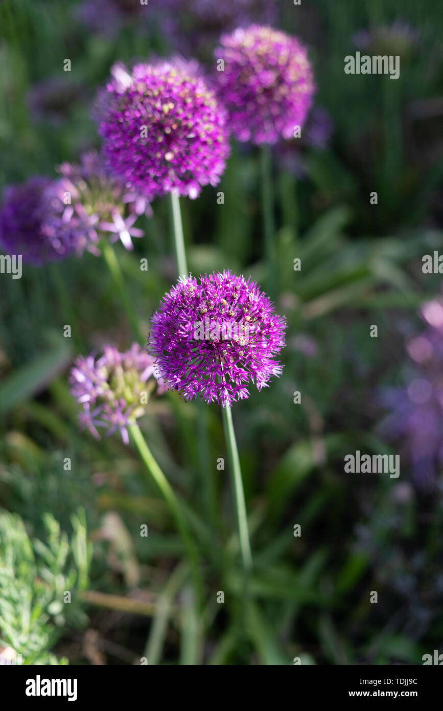 Allium display hi-res stock photography and images - Alamy