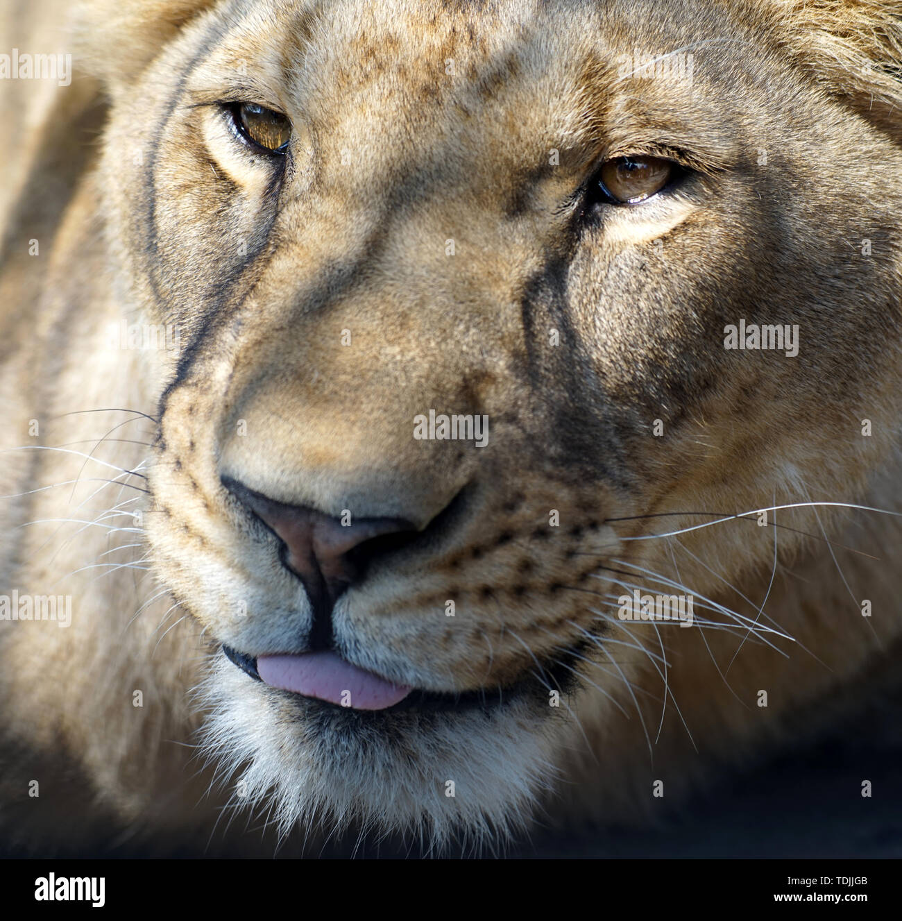 Yagor zoo hi-res stock photography and images - Alamy