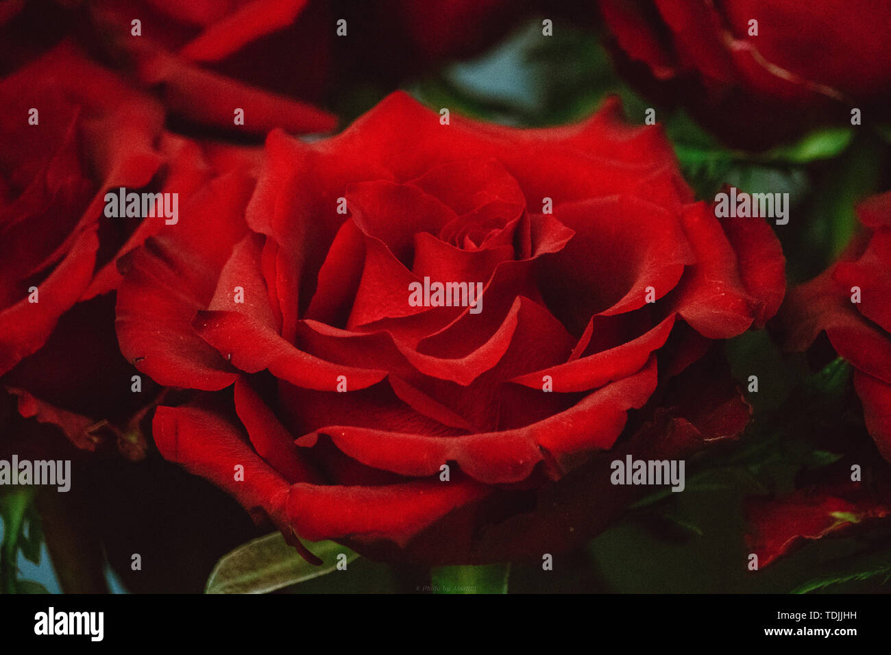 Petal less flowers hi-res stock photography and images - Alamy
