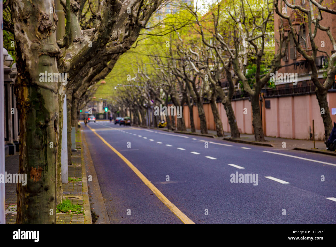 Road and street design guide no one trees trees hi-res stock ...