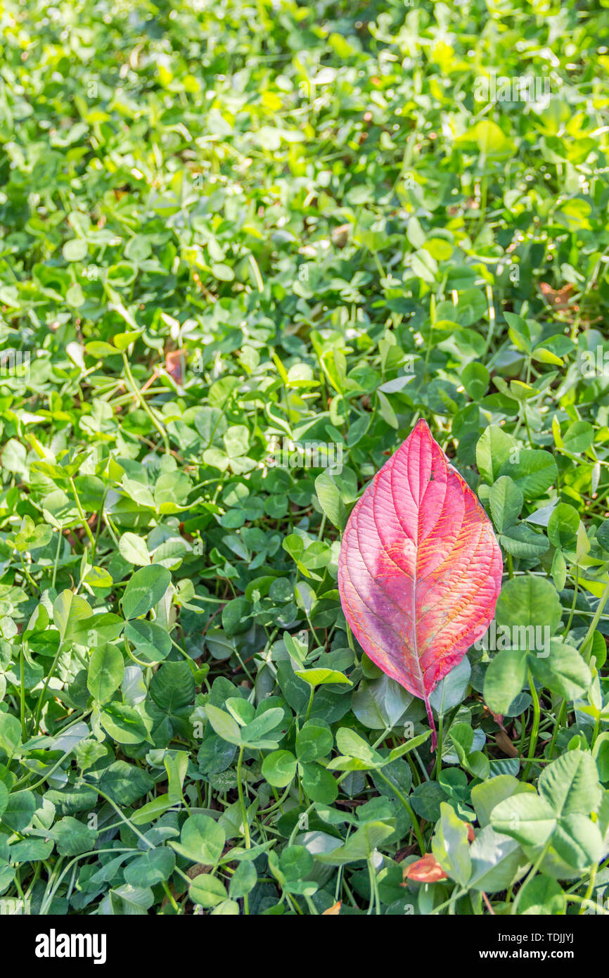A red leaf in a four-leaf grass Stock Photo - Alamy