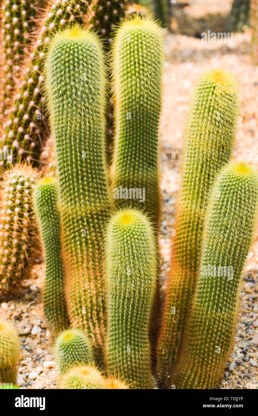 Sharp plants hi-res stock photography and images - Alamy