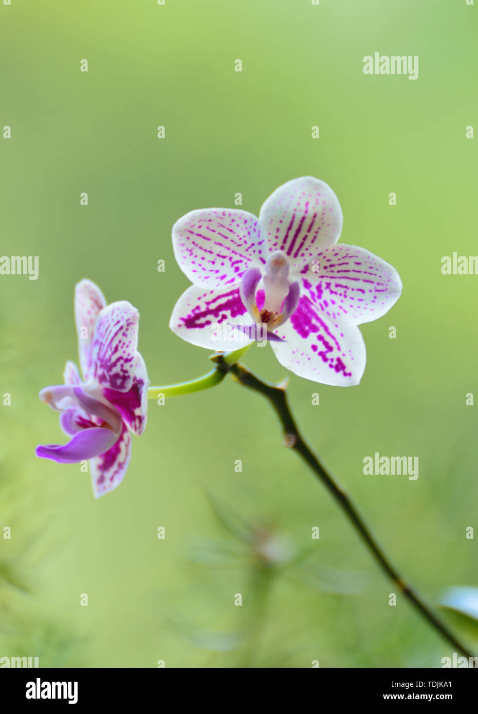 The blooming butterfly orchid Stock Photo - Alamy