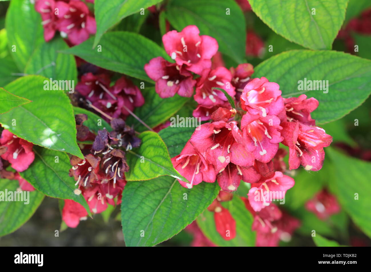 Summer afternoon moon flowers Stock Photo - Alamy