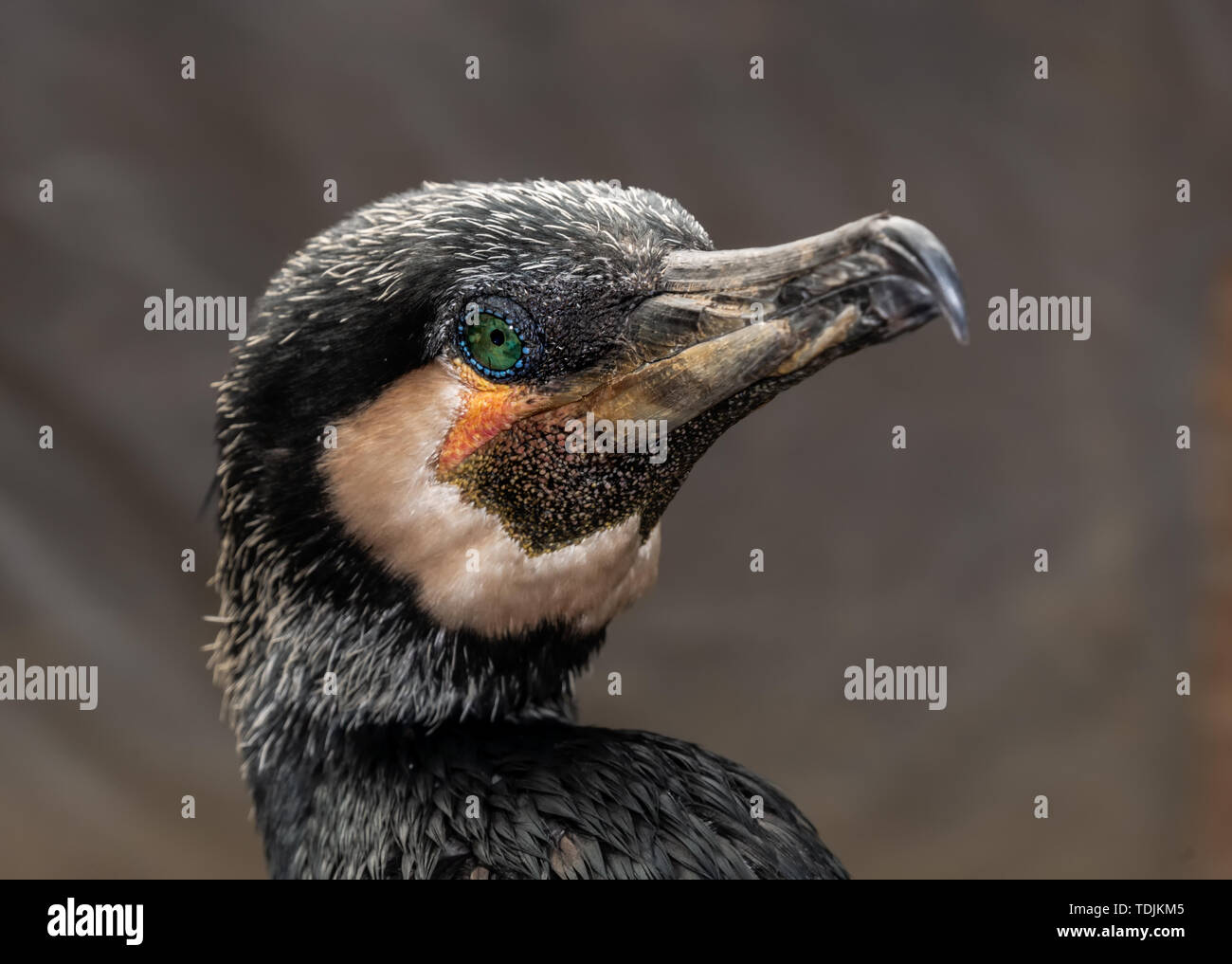 Closeup of cormorant head Stock Photo - Alamy