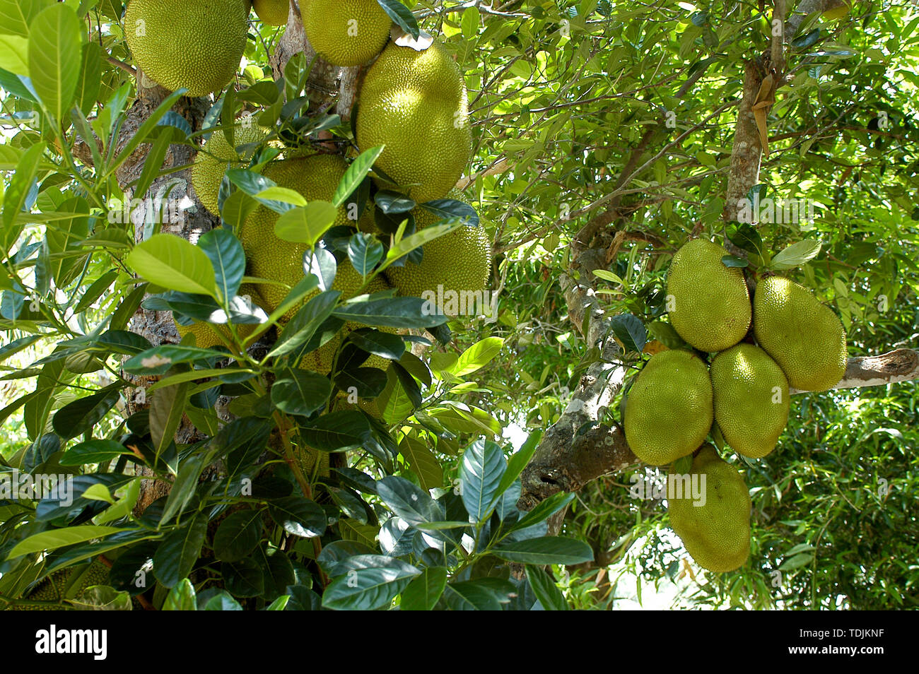 The jackfruit on the tree Stock Photo - Alamy